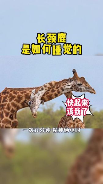 长颈鹿怎么睡觉_长颈鹿为什么站着睡-第1张图片-山城妙识