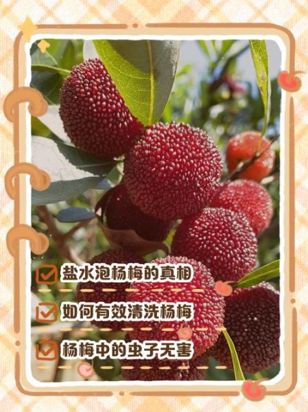 杨梅不用盐水泡有事吗_杨梅不泡盐水能吃吗-第2张图片-山城妙识