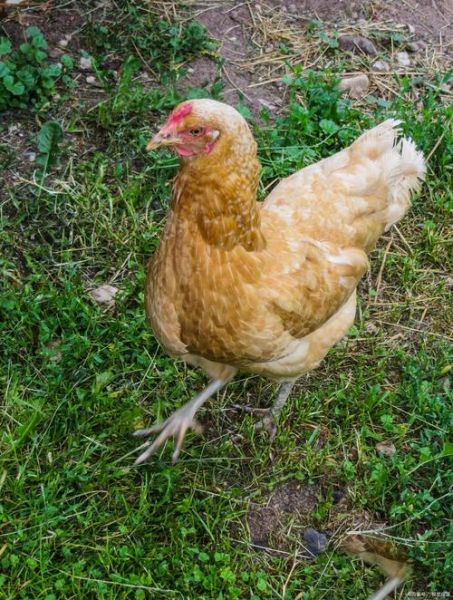 三黄鸡图片大全_三黄鸡长什么样-第3张图片-山城妙识