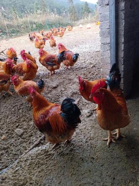 三黄鸡图片大全_三黄鸡长什么样-第2张图片-山城妙识