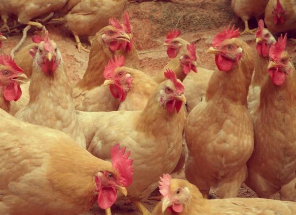 三黄鸡图片大全_三黄鸡长什么样-第1张图片-山城妙识