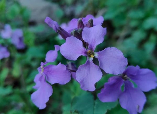 二月兰图片怎么拍_二月兰图片拍摄技巧-第1张图片-山城妙识