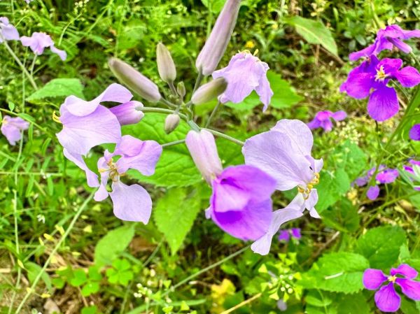 二月兰图片怎么拍_二月兰图片拍摄技巧-第2张图片-山城妙识