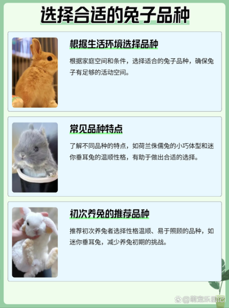 兔子养殖赚钱吗_兔子养殖技术要点-第1张图片-山城妙识 兔子养殖赚钱吗_兔子养殖技术要点-第1张图片-山城妙识