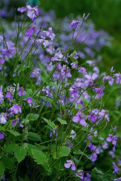 二月兰图片怎么拍_二月兰图片拍摄技巧-第3张图片-山城妙识