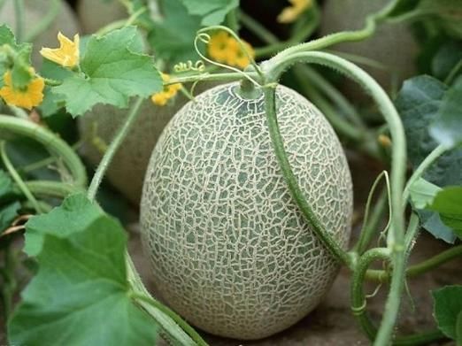 哈密瓜吃多了会怎样_哈密瓜吃多了会上火吗-第3张图片-山城妙识 哈密瓜吃多了会怎样_哈密瓜吃多了会上火吗-第3张图片-山城妙识