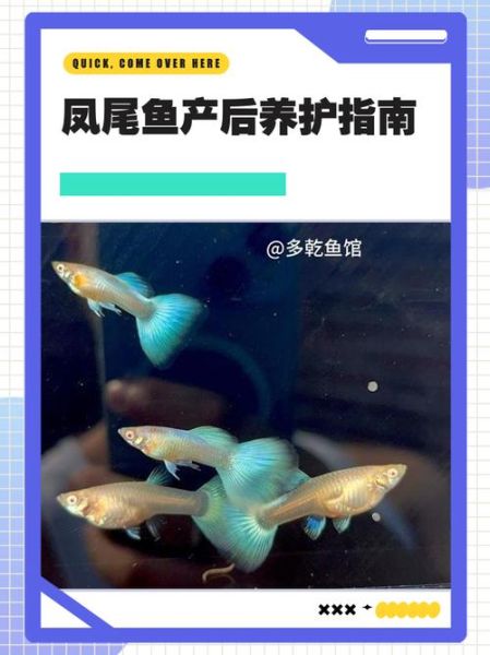 凤尾鱼多久喂一次食_凤尾鱼一天喂几次-第1张图片-山城妙识 凤尾鱼多久喂一次食_凤尾鱼一天喂几次-第1张图片-山城妙识