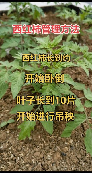 西红柿种植技术与管理视频_如何提高产量-第1张图片-山城妙识