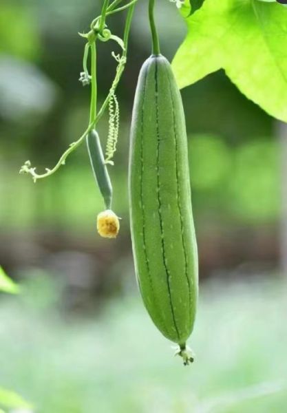 丝瓜图片大全大图片_丝瓜高清大图怎么找-第2张图片-山城妙识 丝瓜图片大全大图片_丝瓜高清大图怎么找-第2张图片-山城妙识