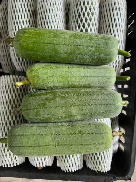 丝瓜图片大全大图片_丝瓜高清大图怎么找-第1张图片-山城妙识 丝瓜图片大全大图片_丝瓜高清大图怎么找-第1张图片-山城妙识