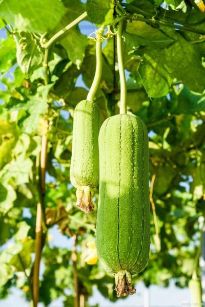 丝瓜图片大全大图片_丝瓜高清大图怎么找-第3张图片-山城妙识 丝瓜图片大全大图片_丝瓜高清大图怎么找-第3张图片-山城妙识