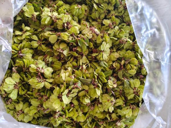 榆钱多少钱一斤_榆钱价格受哪些因素影响-第1张图片-山城妙识