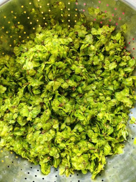 榆钱多少钱一斤_榆钱价格受哪些因素影响-第3张图片-山城妙识