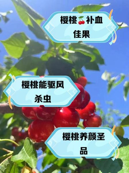 樱桃的功效与作用有哪些_樱桃营养价值高吗-第3张图片-山城妙识