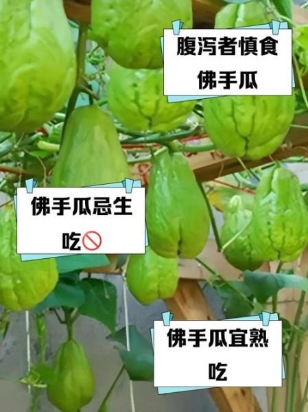 佛手瓜什么人不能吃_佛手瓜禁忌人群有哪些-第3张图片-山城妙识