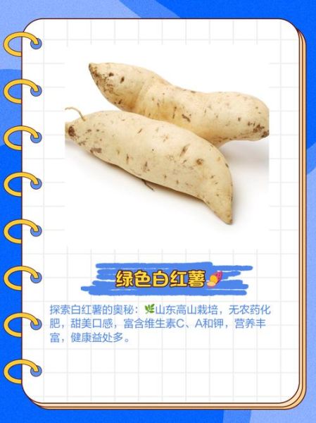 白色的地瓜叫什么学名_白色地瓜与甘薯区别-第1张图片-山城妙识 白色的地瓜叫什么学名_白色地瓜与甘薯区别-第1张图片-山城妙识