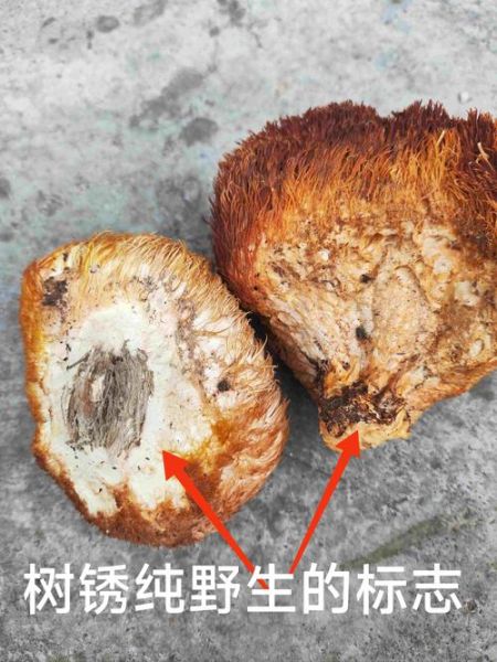 干猴头菇多少钱一斤_干猴头菇价格影响因素-第2张图片-山城妙识 干猴头菇多少钱一斤_干猴头菇价格影响因素-第2张图片-山城妙识