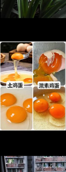 公鸡蛋是什么_公鸡蛋图片真假辨别-第2张图片-山城妙识