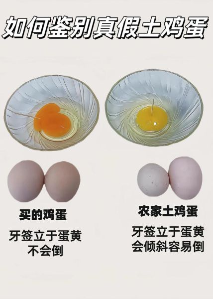 公鸡蛋是什么_公鸡蛋图片真假辨别-第3张图片-山城妙识