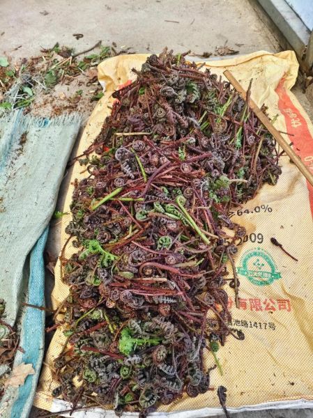 山野菜是什么菜_山野菜有哪些常见品种-第1张图片-山城妙识 山野菜是什么菜_山野菜有哪些常见品种-第1张图片-山城妙识