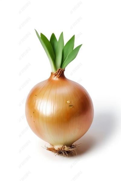 洋葱图片大全大图_如何挑选高清素材-第3张图片-山城妙识