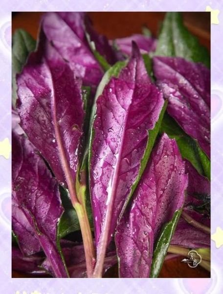 山野菜是什么菜_山野菜有哪些常见品种-第2张图片-山城妙识 山野菜是什么菜_山野菜有哪些常见品种-第2张图片-山城妙识