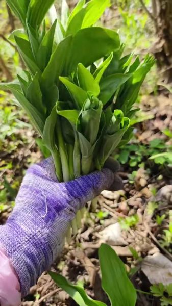 山野菜是什么菜_山野菜有哪些常见品种-第3张图片-山城妙识 山野菜是什么菜_山野菜有哪些常见品种-第3张图片-山城妙识