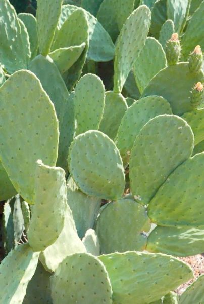 仙人草图片_仙人草长什么样-第1张图片-山城妙识