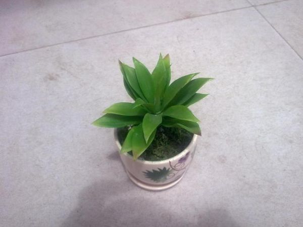 仙人草图片_仙人草长什么样-第2张图片-山城妙识