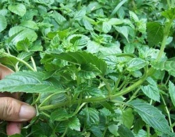 仙人草图片_仙人草长什么样-第3张图片-山城妙识