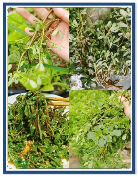 新鲜马齿苋怎么吃_马齿苋的做法大全-第3张图片-山城妙识 新鲜马齿苋怎么吃_马齿苋的做法大全-第3张图片-山城妙识