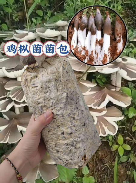 云南鸡枞菌图片_如何辨别真假鸡枞菌-第2张图片-山城妙识 云南鸡枞菌图片_如何辨别真假鸡枞菌-第2张图片-山城妙识