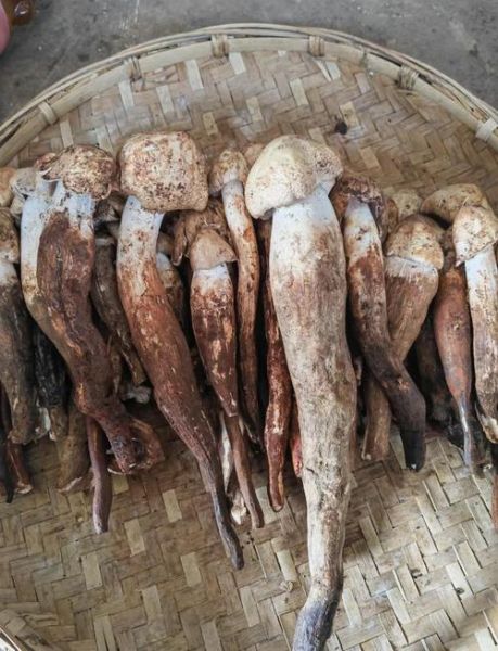 云南鸡枞菌图片_如何辨别真假鸡枞菌-第1张图片-山城妙识 云南鸡枞菌图片_如何辨别真假鸡枞菌-第1张图片-山城妙识