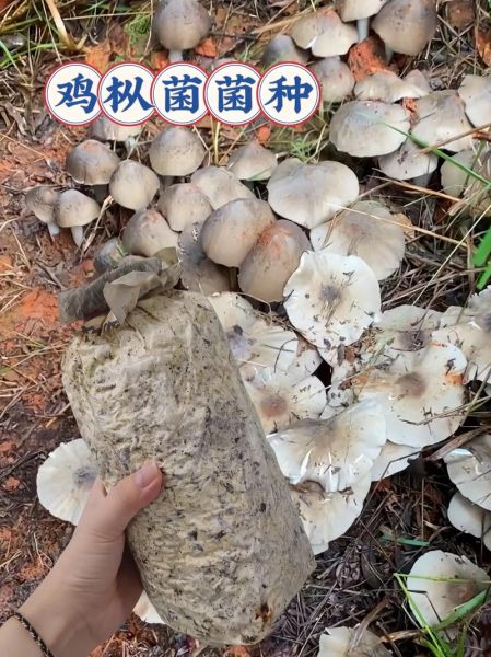 云南鸡枞菌图片_如何辨别真假鸡枞菌-第3张图片-山城妙识 云南鸡枞菌图片_如何辨别真假鸡枞菌-第3张图片-山城妙识