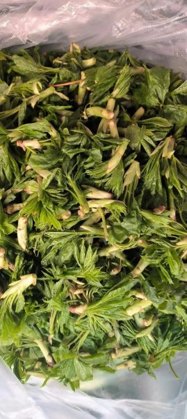 东北山野菜有哪些_东北山野菜图片大全及名字-第1张图片-山城妙识 东北山野菜有哪些_东北山野菜图片大全及名字-第1张图片-山城妙识