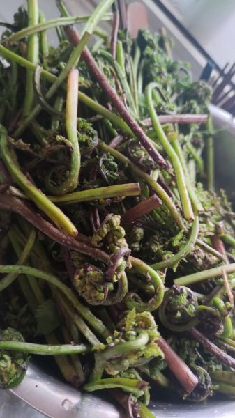 东北山野菜有哪些_东北山野菜图片大全及名字-第2张图片-山城妙识 东北山野菜有哪些_东北山野菜图片大全及名字-第2张图片-山城妙识