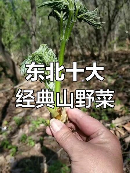 东北山野菜有哪些_东北山野菜图片大全及名字-第3张图片-山城妙识 东北山野菜有哪些_东北山野菜图片大全及名字-第3张图片-山城妙识