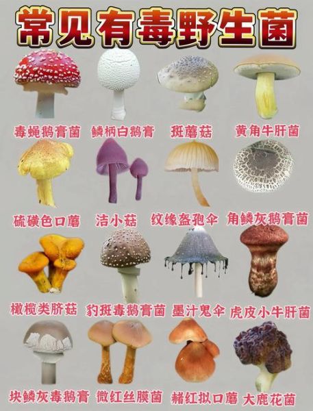 中国十大野生菌有哪些_野生菌怎么区分有毒无毒-第2张图片-山城妙识