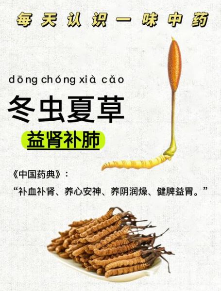 冬虫夏草的功效与作用有哪些_适合哪些人吃-第2张图片-山城妙识