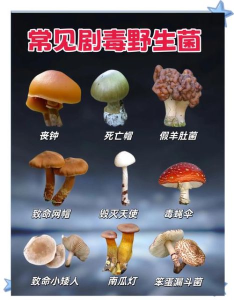 中国十大野生菌有哪些_野生菌怎么区分有毒无毒-第1张图片-山城妙识