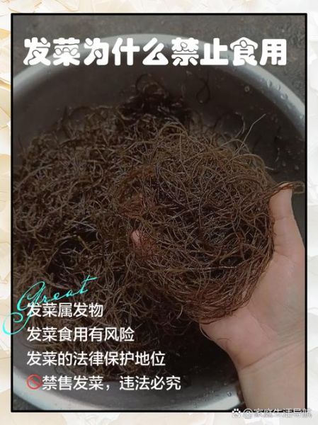 发菜怎么泡发_发菜怎么吃最好吃-第3张图片-山城妙识 发菜怎么泡发_发菜怎么吃最好吃-第3张图片-山城妙识