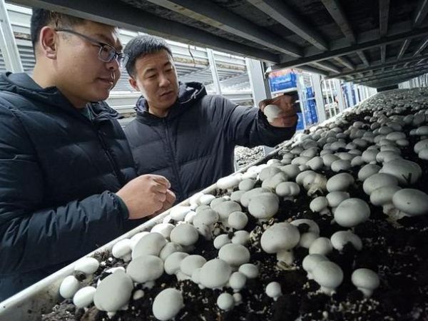 双孢菇种植技术_如何提高产量-第1张图片-山城妙识 双孢菇种植技术_如何提高产量-第1张图片-山城妙识