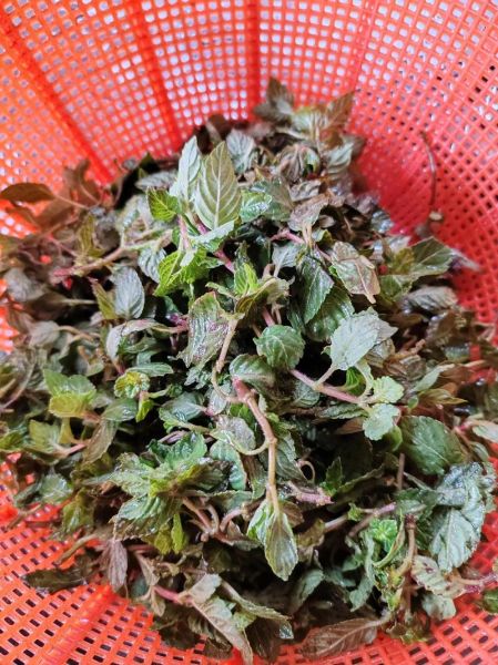 凉粉草的功效与作用_凉粉草怎么吃最好-第3张图片-山城妙识 凉粉草的功效与作用_凉粉草怎么吃最好-第3张图片-山城妙识