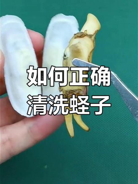 蛏子怎么去内脏_蛏子内脏清理视频教程-第2张图片-山城妙识