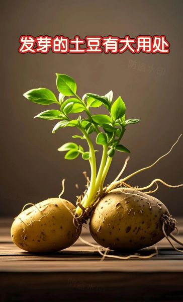 老土豆视频还能找到吗_老土豆视频去哪看-第3张图片-山城妙识