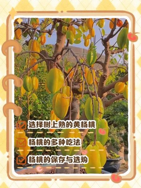 杨桃怎么吃比较正确_杨桃的正确吃法-第2张图片-山城妙识 杨桃怎么吃比较正确_杨桃的正确吃法-第2张图片-山城妙识