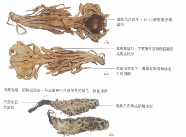 天山雪莲花长什么样_如何辨别真假-第1张图片-山城妙识 天山雪莲花长什么样_如何辨别真假-第1张图片-山城妙识