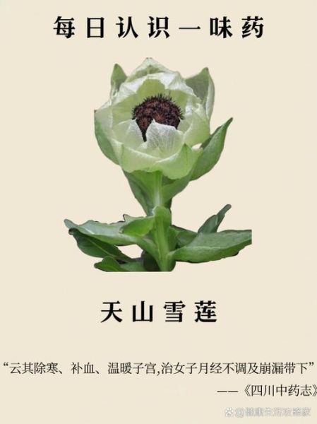 天山雪莲花长什么样_如何辨别真假-第2张图片-山城妙识 天山雪莲花长什么样_如何辨别真假-第2张图片-山城妙识