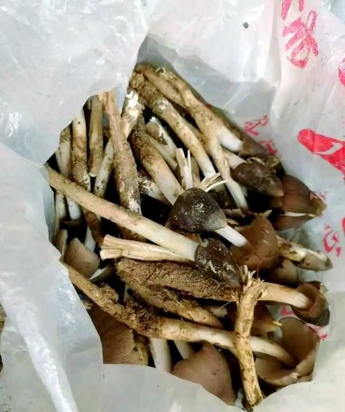 油鸡枞多少钱一斤_油鸡枞怎么保存-第2张图片-山城妙识 油鸡枞多少钱一斤_油鸡枞怎么保存-第2张图片-山城妙识