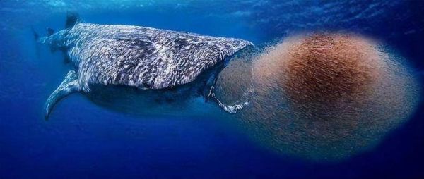 什么动物的鞭最大_蓝鲸生殖器长度揭秘-第1张图片-山城妙识 什么动物的鞭最大_蓝鲸生殖器长度揭秘-第1张图片-山城妙识